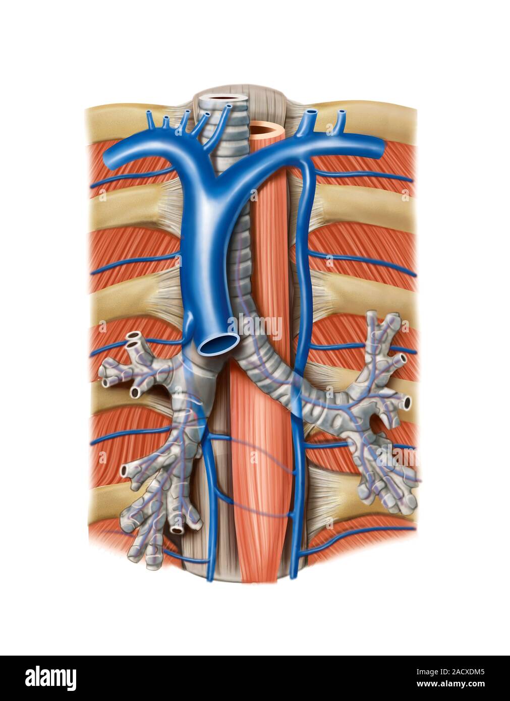 Illustration of the tracheobronchial tree. This anterior view ...