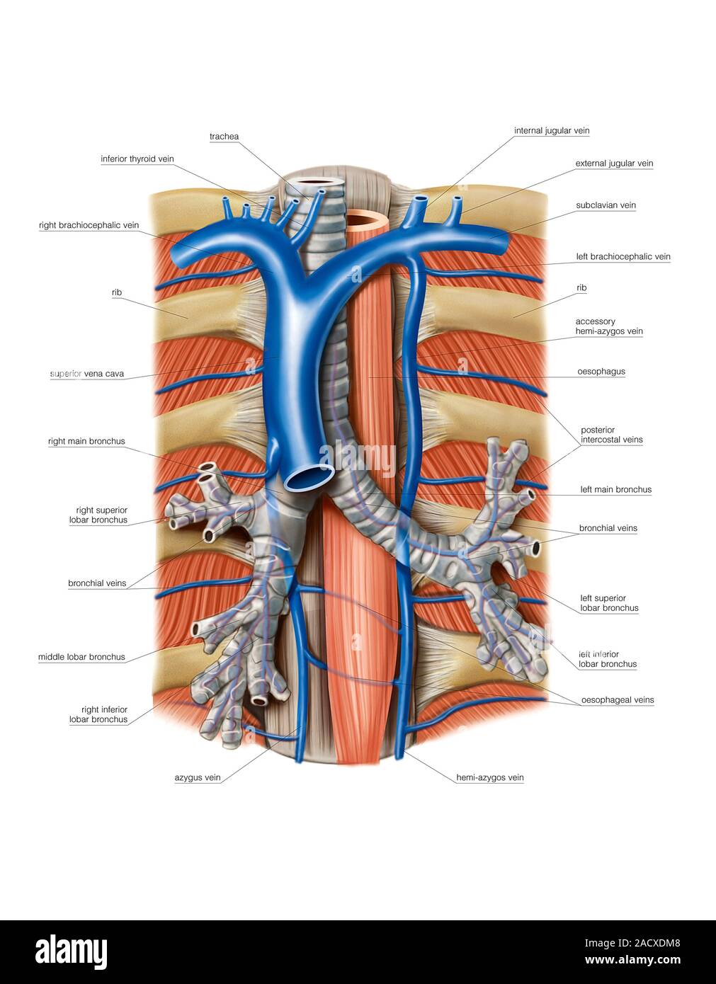 Illustration of the tracheobronchial tree. This anterior view labelled ...