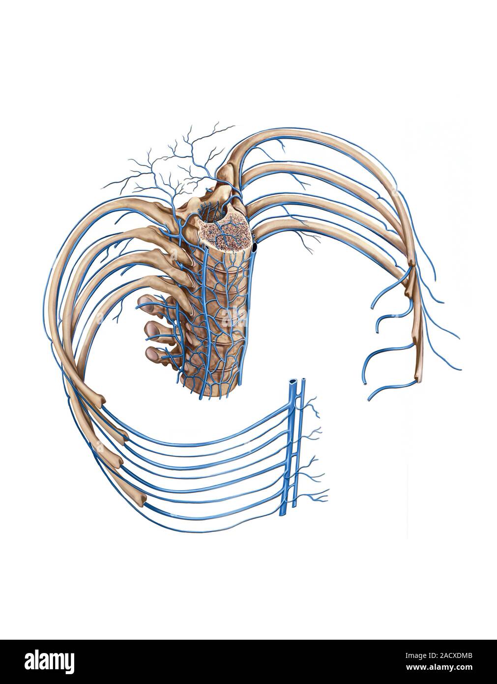 Illustration of the intercostal veins and vertebral venous plexus. This ...