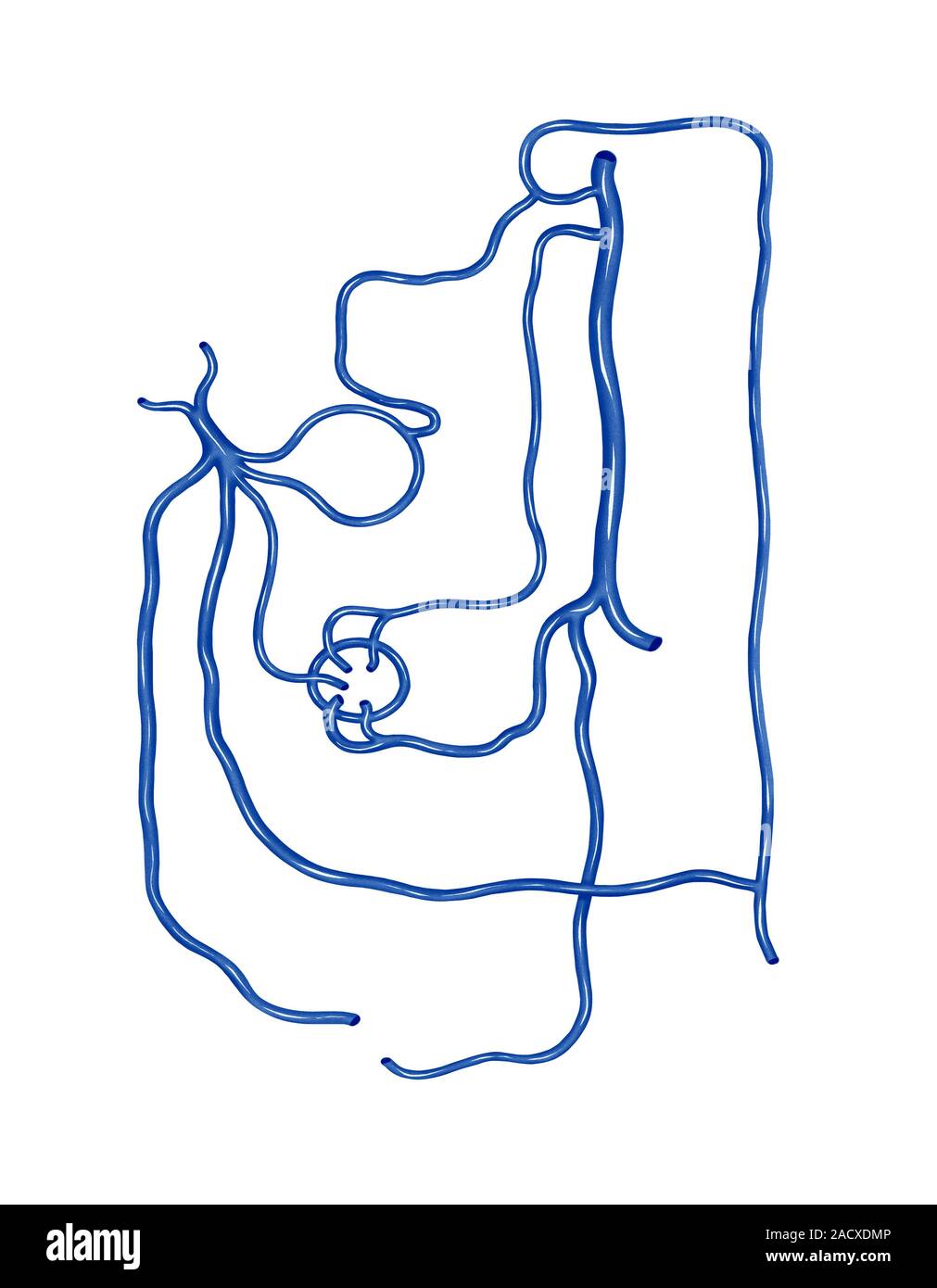 Illustration of the portal vein network and collateral vessels. This ...