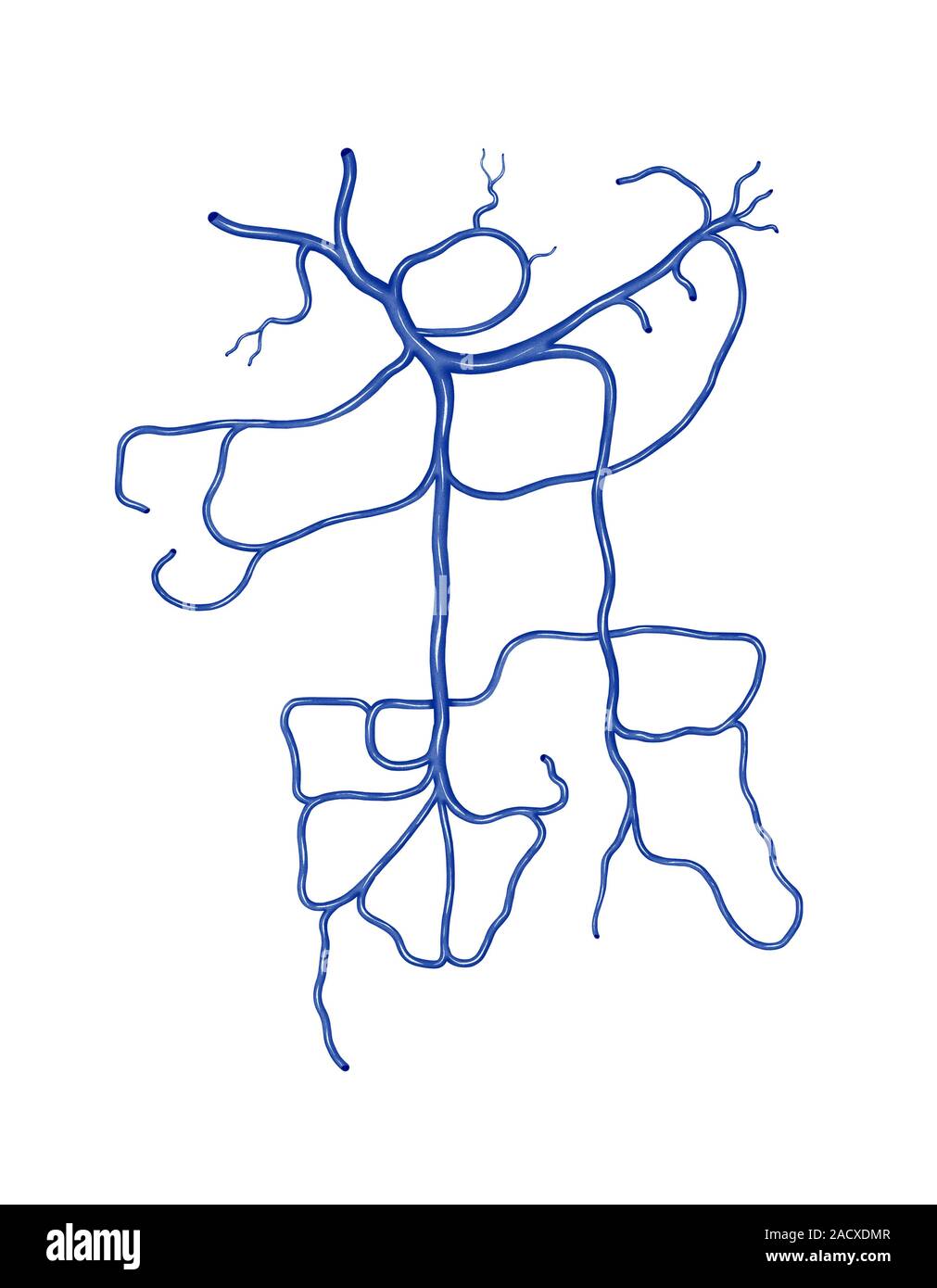 Illustration of the portal vein network. This anterior view ...