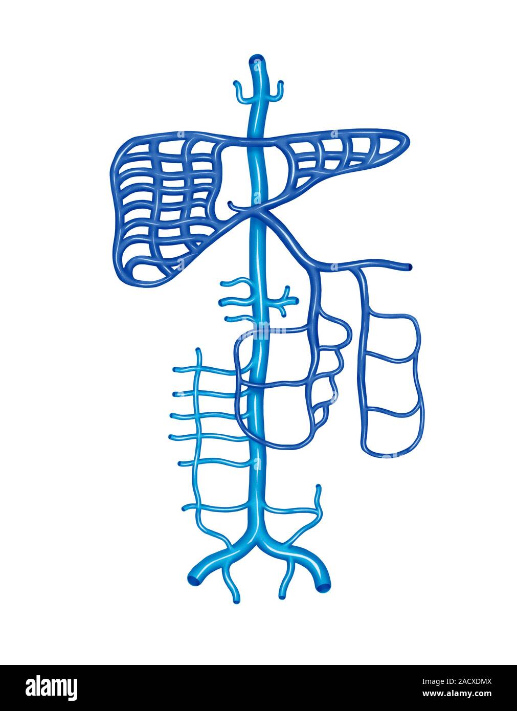 Illustration of the venous system of the abdomen. This anterior view ...
