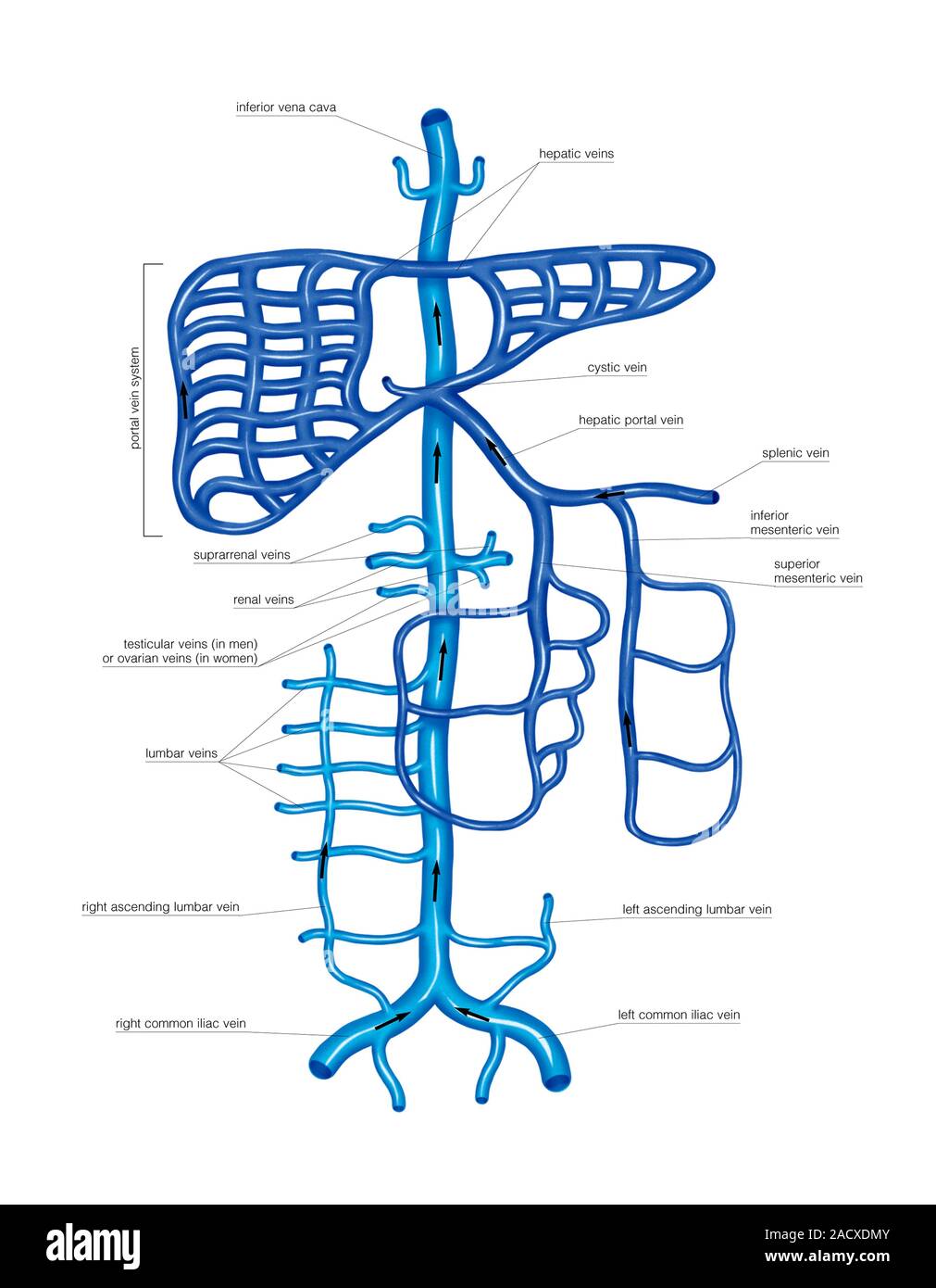 Illustration of the venous system of the abdomen. This anterior view ...