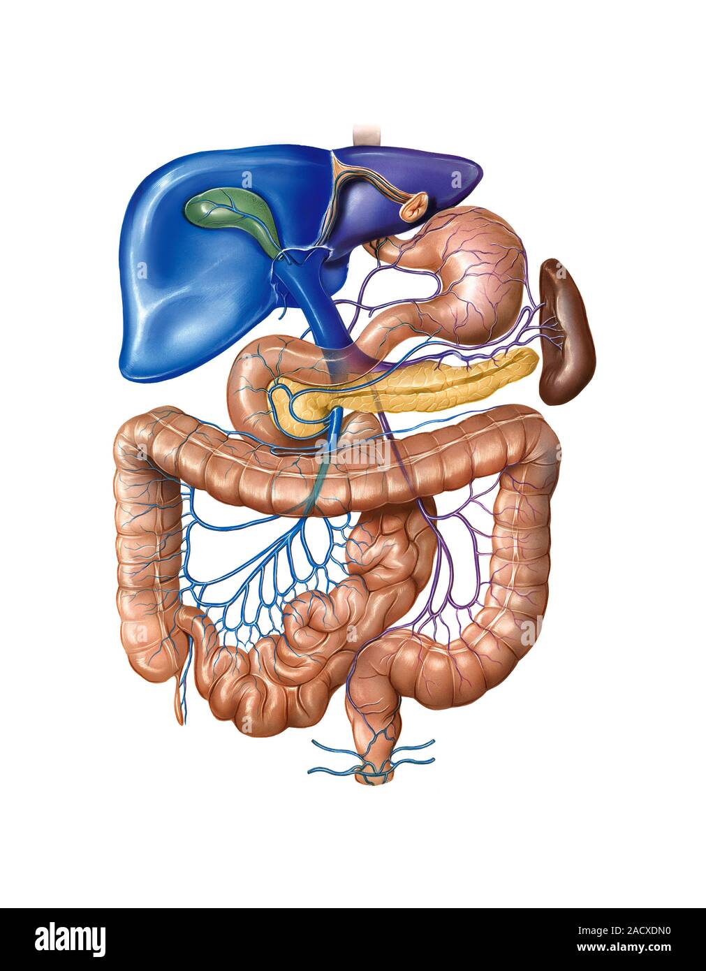Illustration of the portal veins and their supply. This anterior view ...