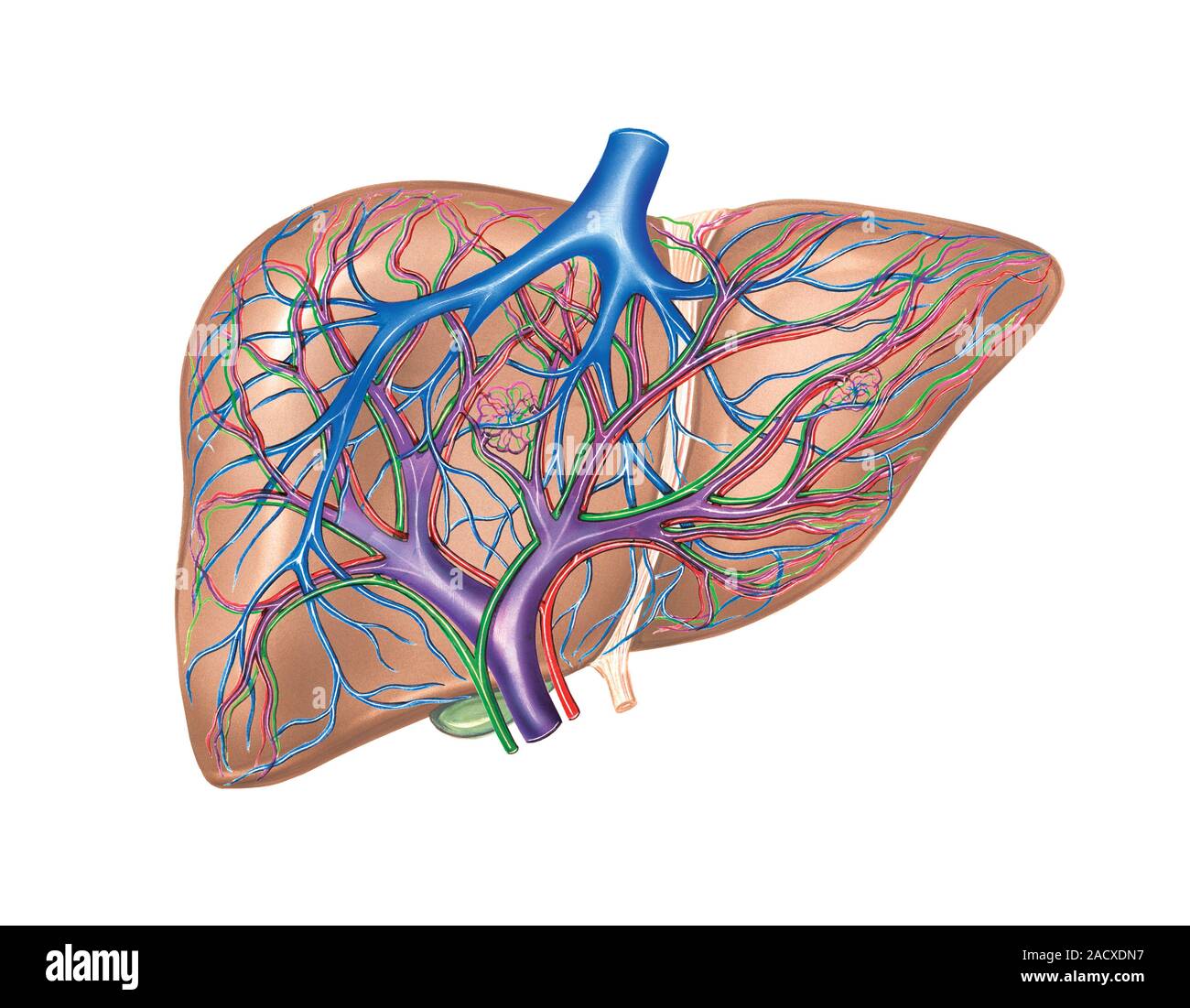 Illustration of the Hepatic vessels and ducts. This anterior view ...