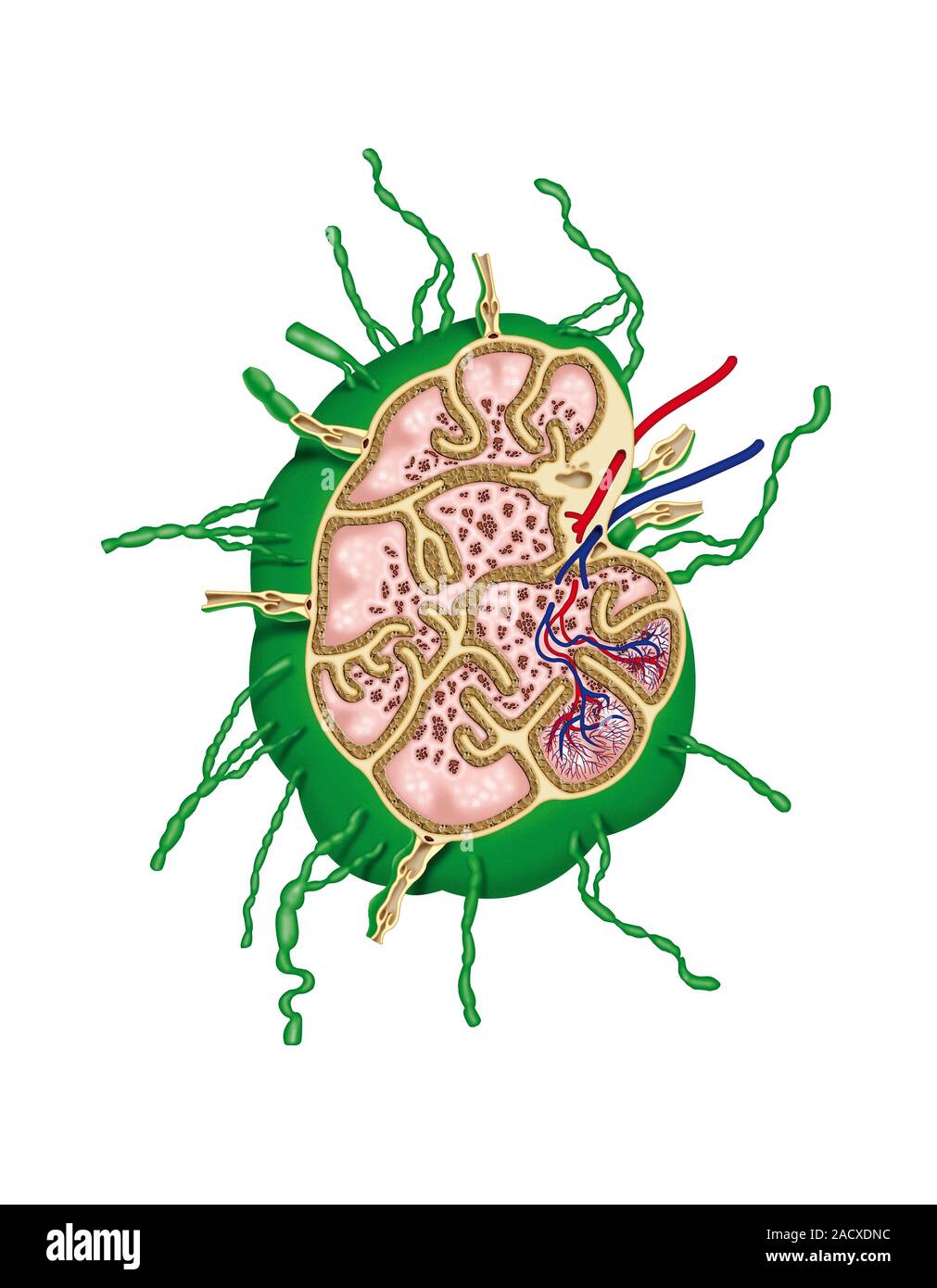 Illustration of the lymph node and capillary. This view illustration is ...
