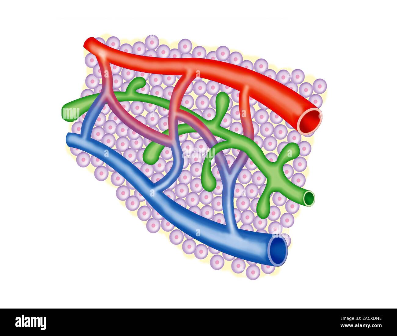 Illustration of the lymph node and capillary. This view illustration is ...