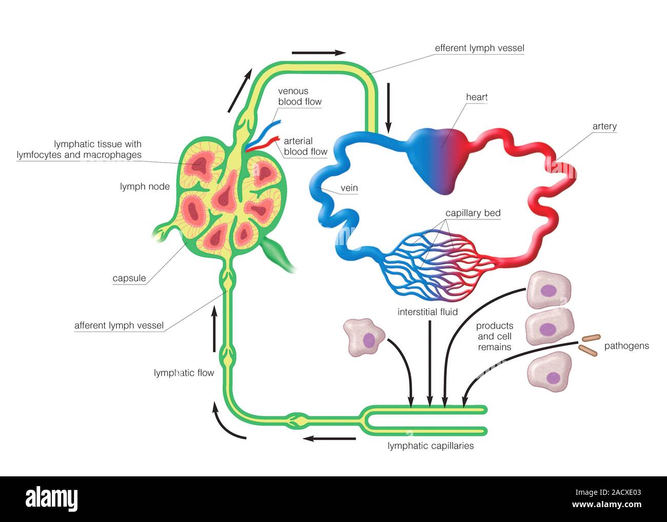 Illustration of the lymphoid system and lymphatic circulation. This ...