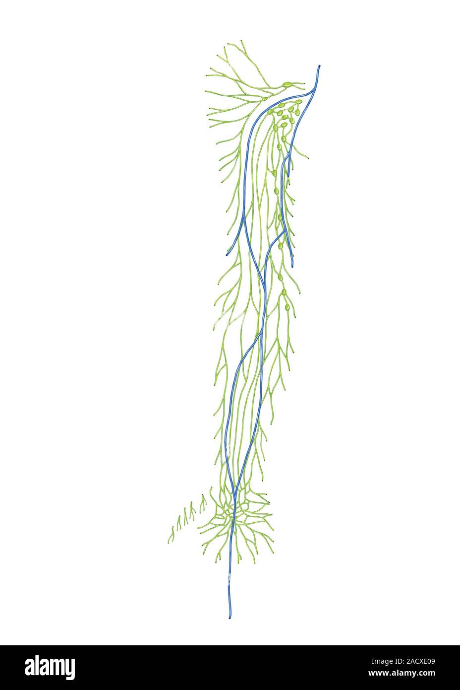 Illustration of the lymphoid system of the right upper limp. This ...