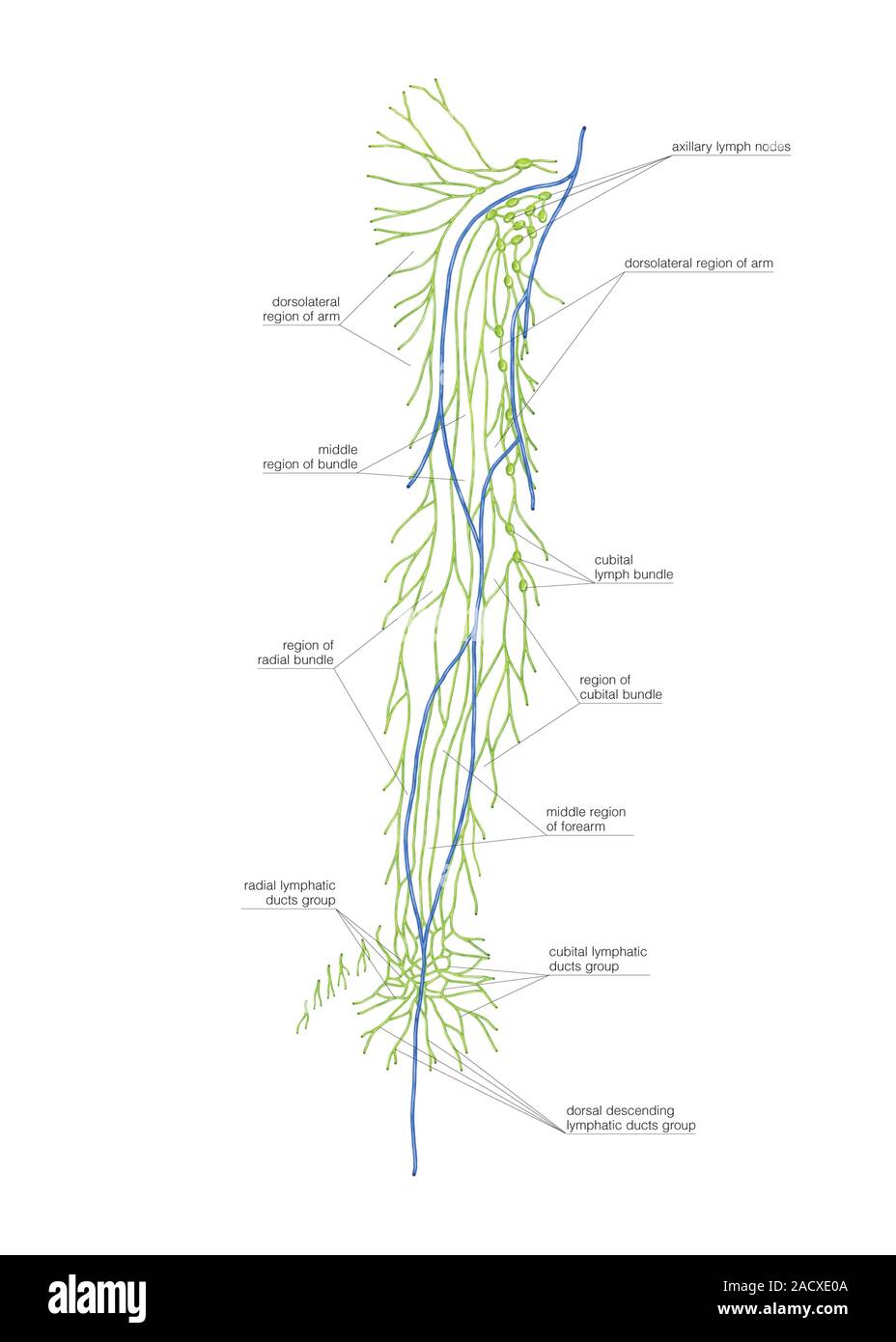 Illustration of the lymphoid system of the right upper limp. This ...