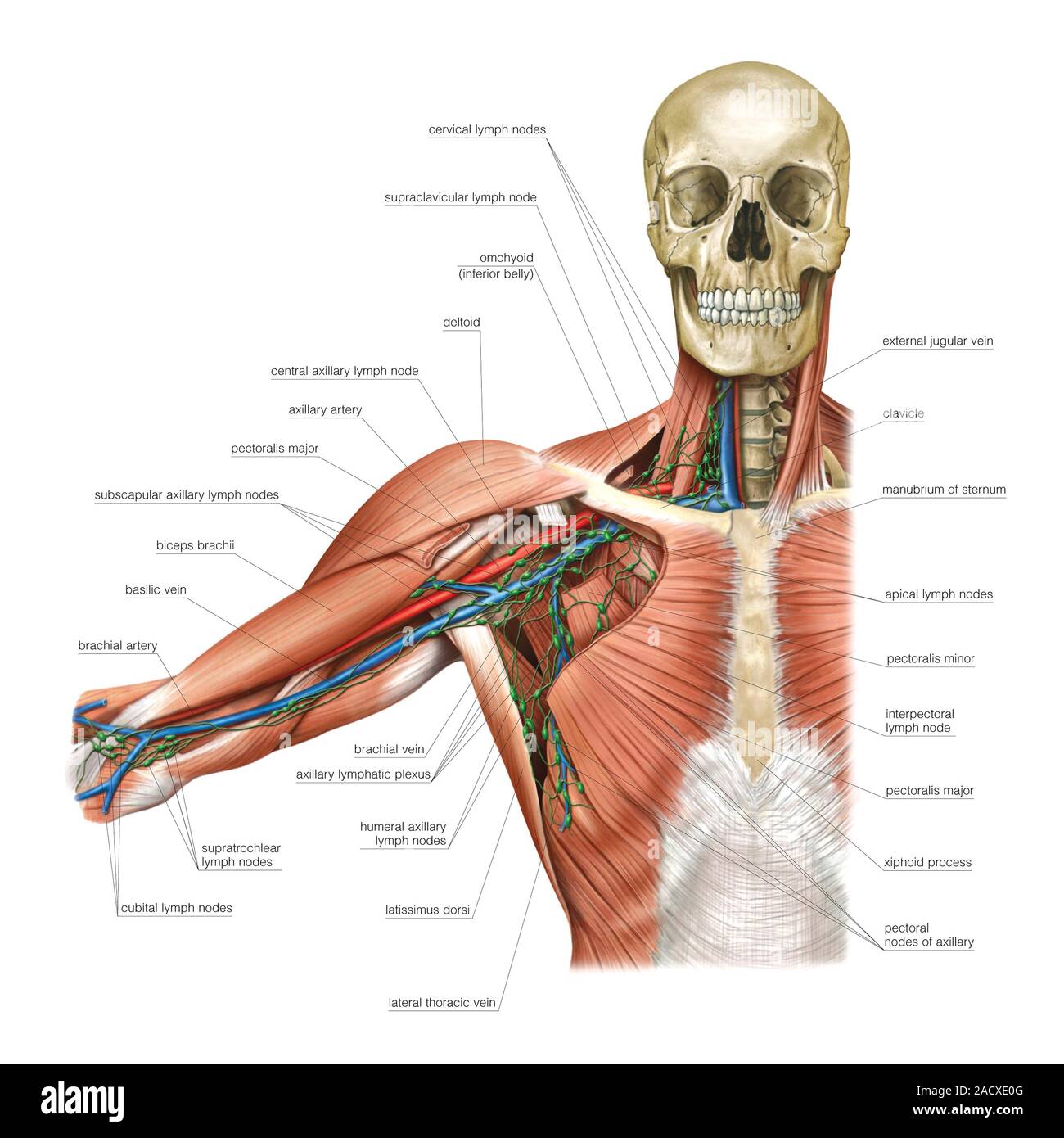 Illustration of the lymphoid system of the neck, axilla and arm. This ... Illustration of the lymphoid system of the neck, axilla and arm. This ...
