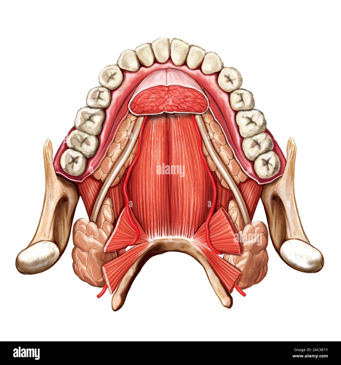 Illustration of the Oral floor. This superior view illustration is from ...