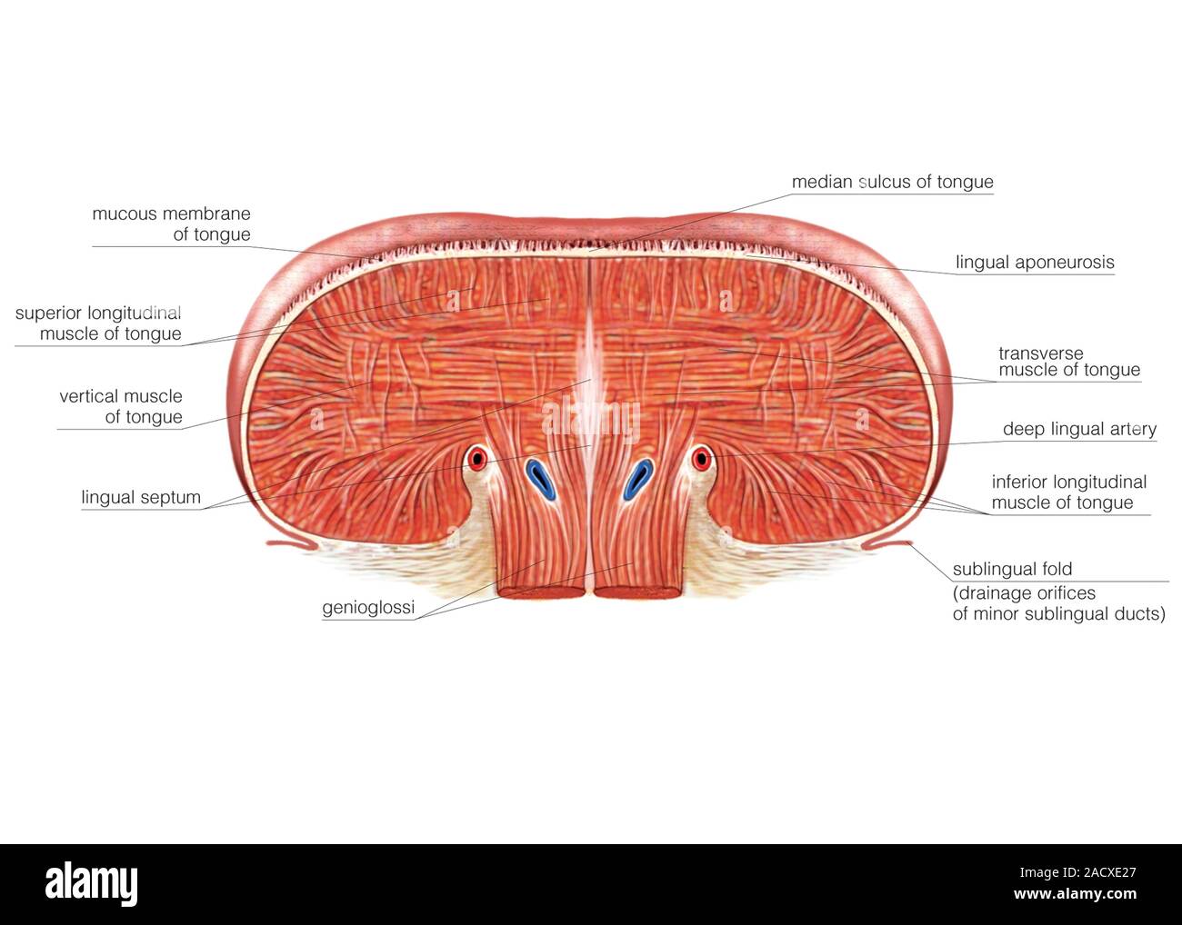 Illustration of the tongue at level of medium segment of tongue. This ...