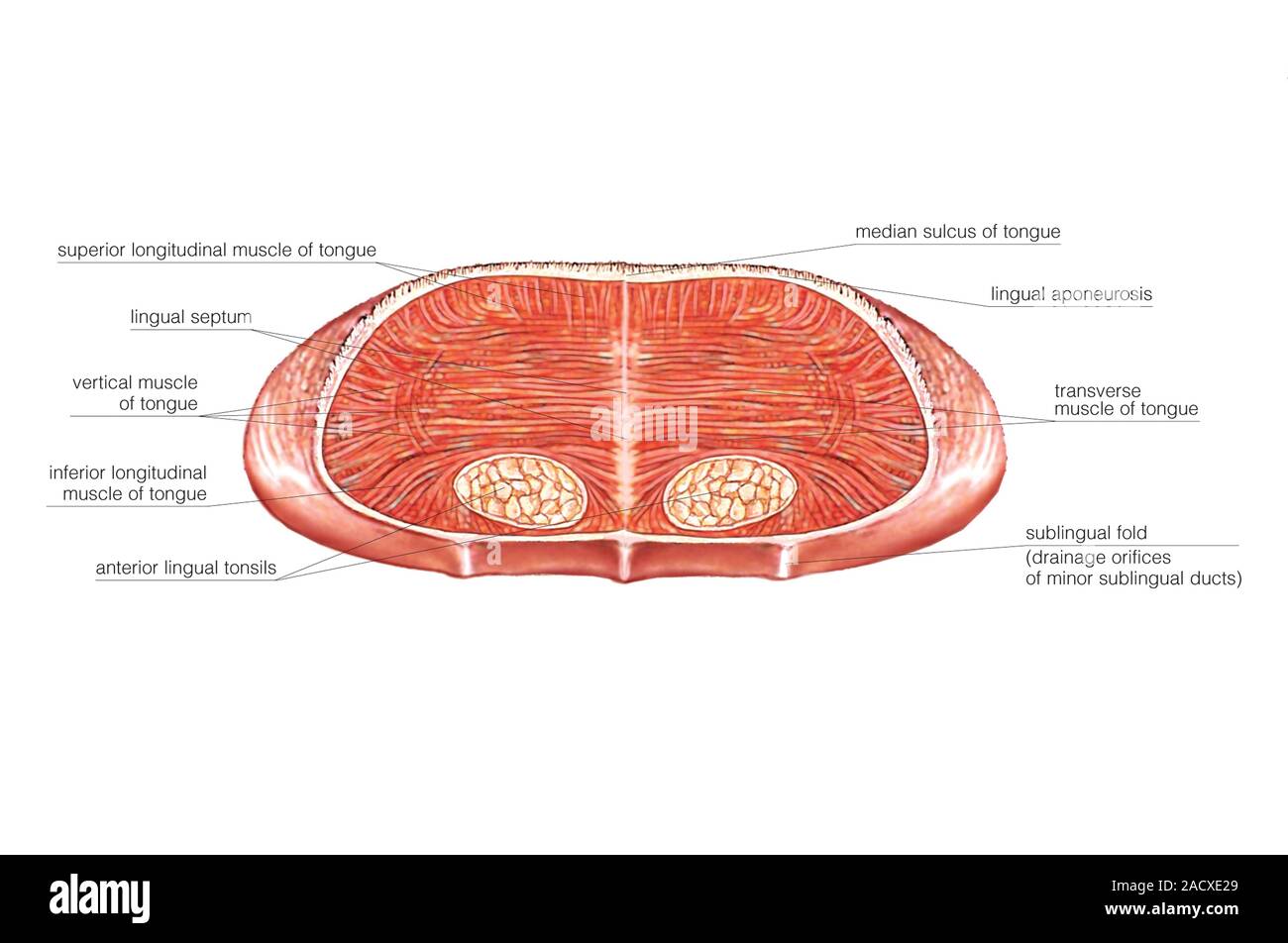 Illustration of the tongue at apex of tongue level. This anterior view ...