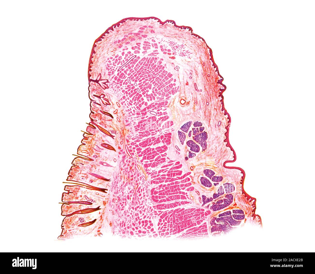 Illustration of the lower lip. This sagittal section view illustration ...