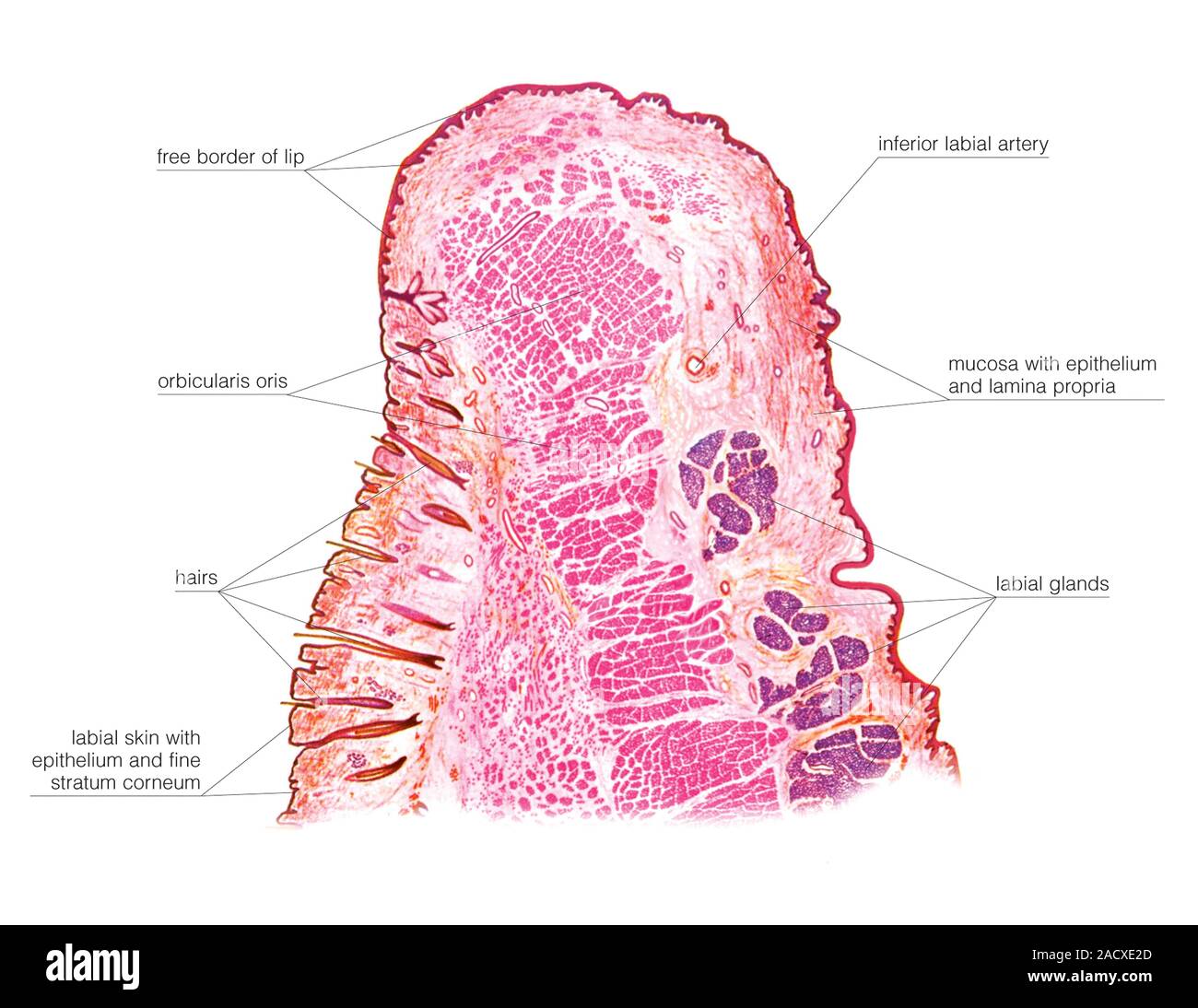 Illustration of the lower lip. This sagittal section view labelled ...