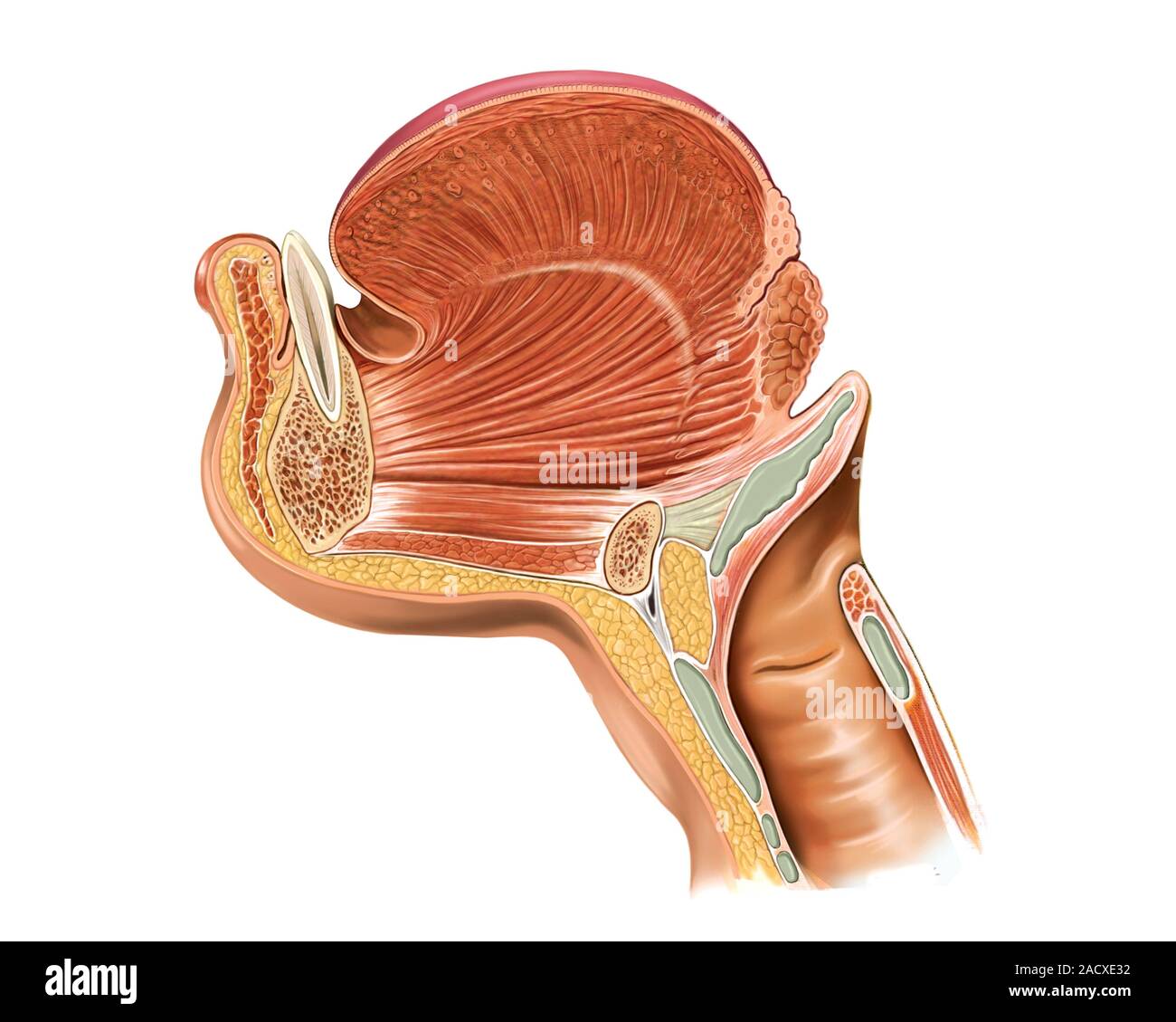 Illustration of the Tongue, oral floor and neck with intrinsic and ... Illustration of the Tongue, oral floor and neck with intrinsic and ...
