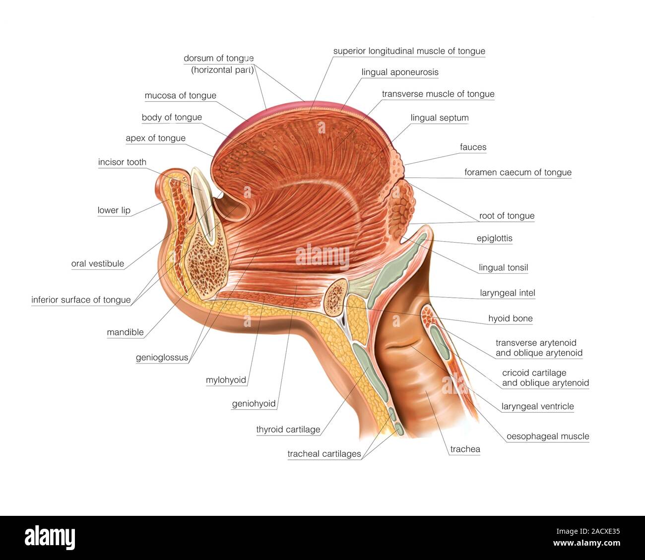 Illustration of the Tongue, oral floor and neck with intrinsic and ... Illustration of the Tongue, oral floor and neck with intrinsic and ...