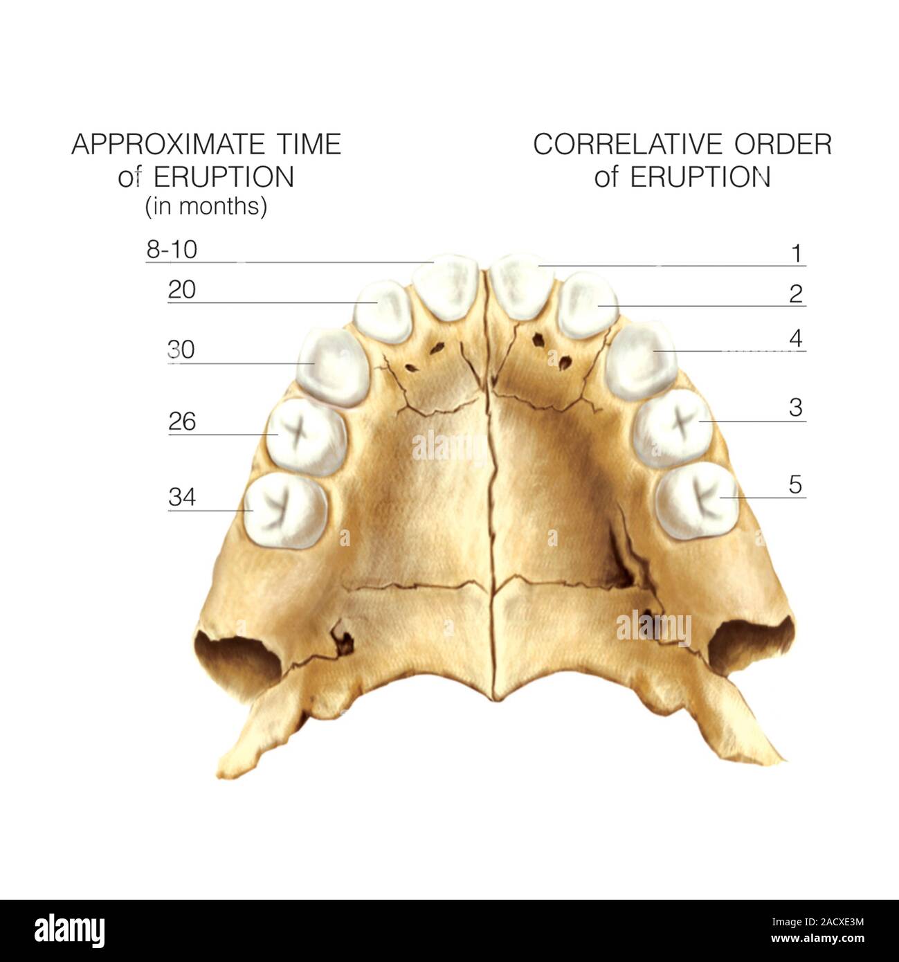 Illustration of the maxilla and palatine bone of teeth child, with ...