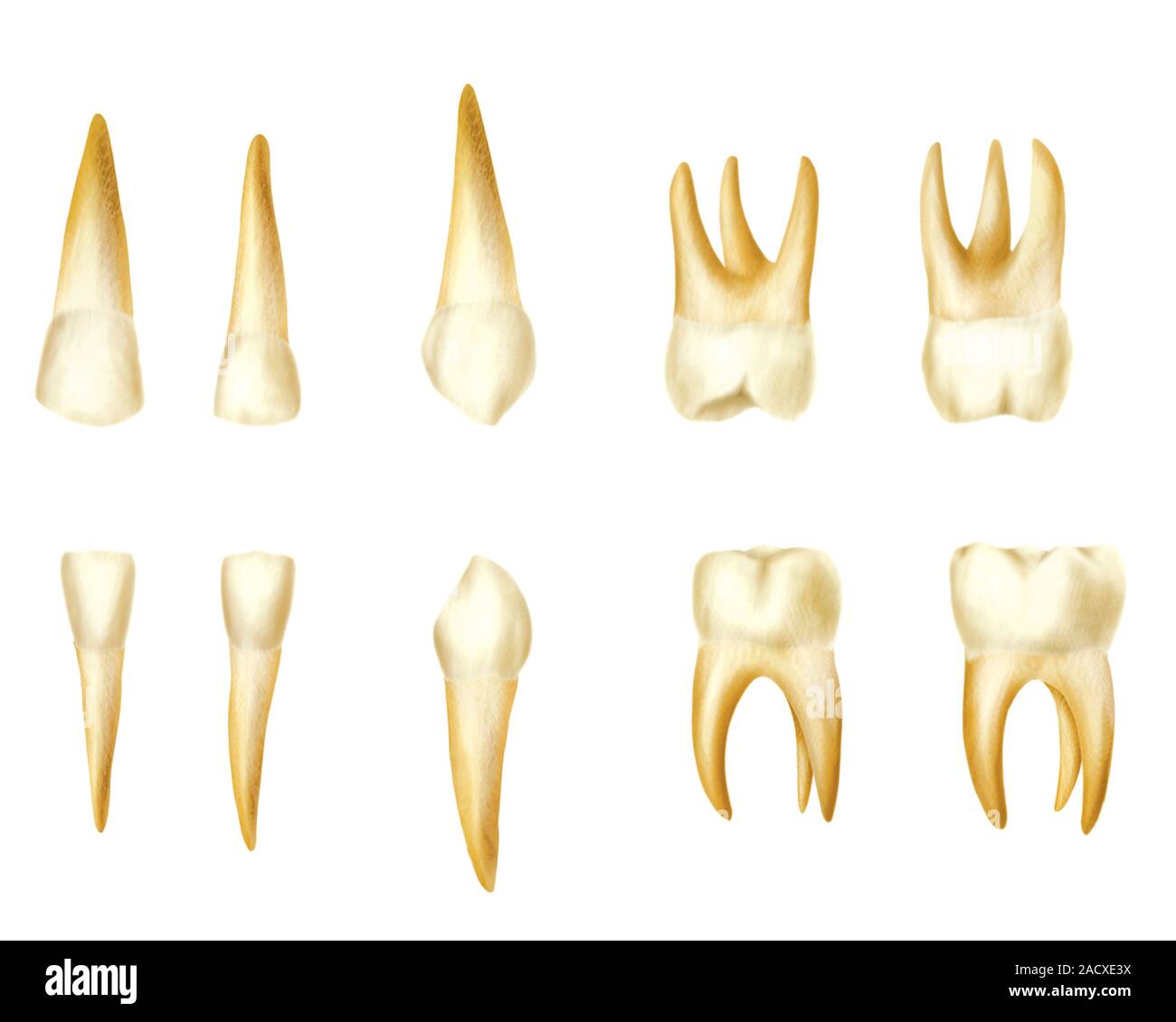 Illustration of deciduous teeth. This view illustration is from ...