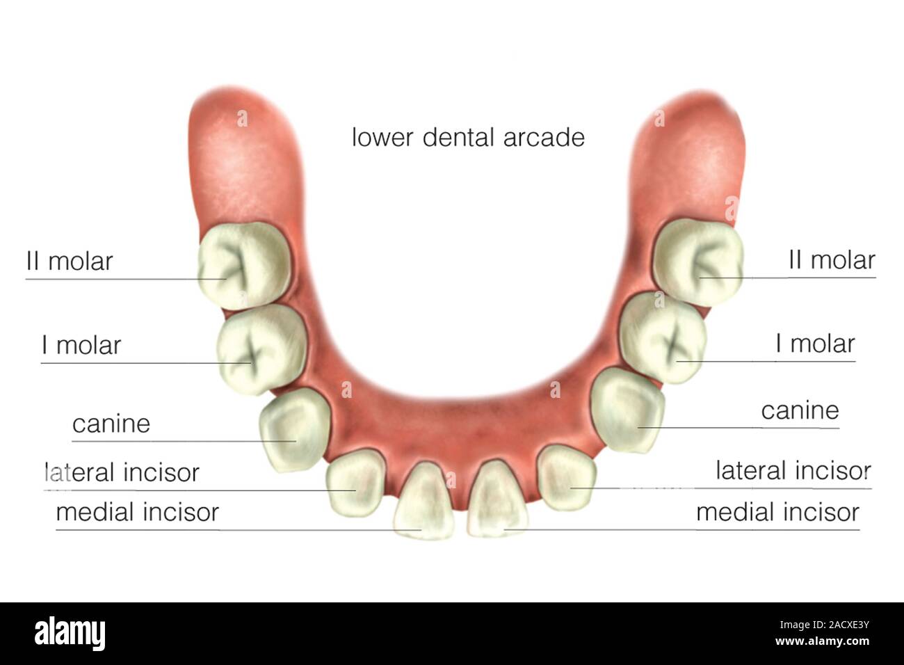 Illustration of dental formula of IDF, lower dental arcade. This view ...