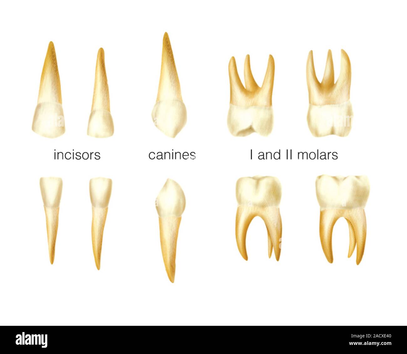 Illustration of deciduous teeth. This view labelled illustration is ...