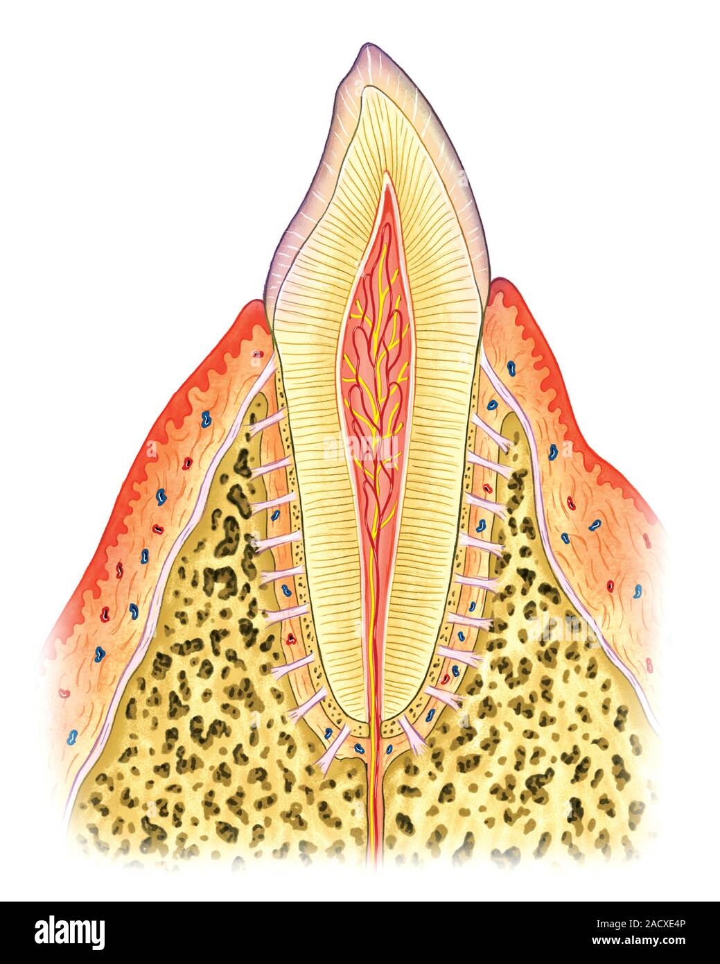 Illustration of the structure of incisor with its components and ...