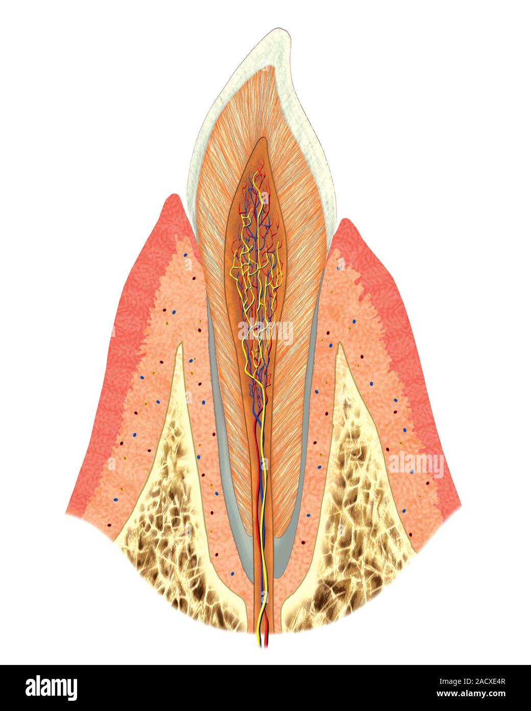 Illustration of the structure of incisor. This sagittal and median ...