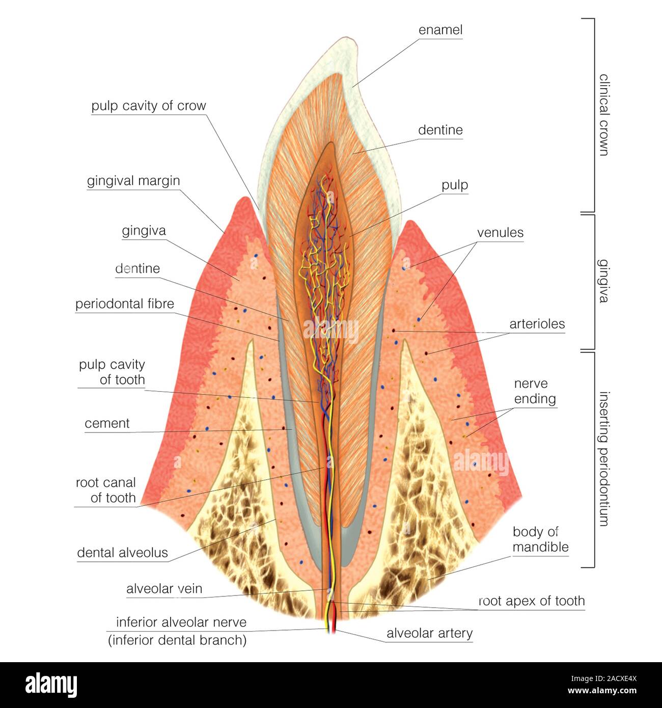 Illustration of the structure of incisor. This sagittal and median ...