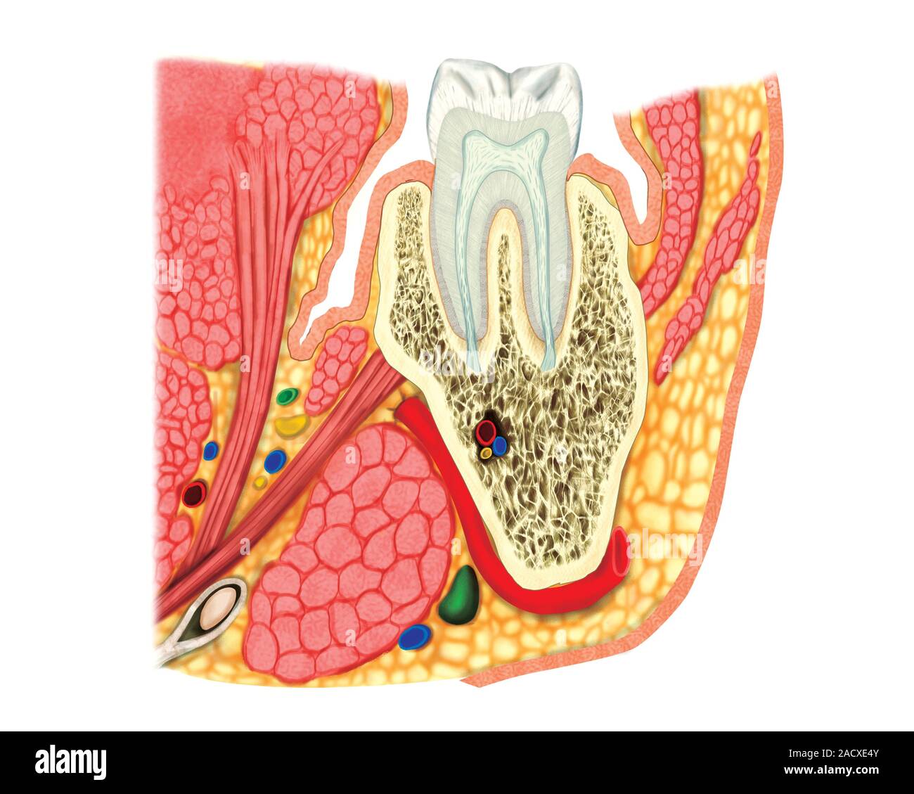 Illustration of the structure of a molar and attached structures. This ...