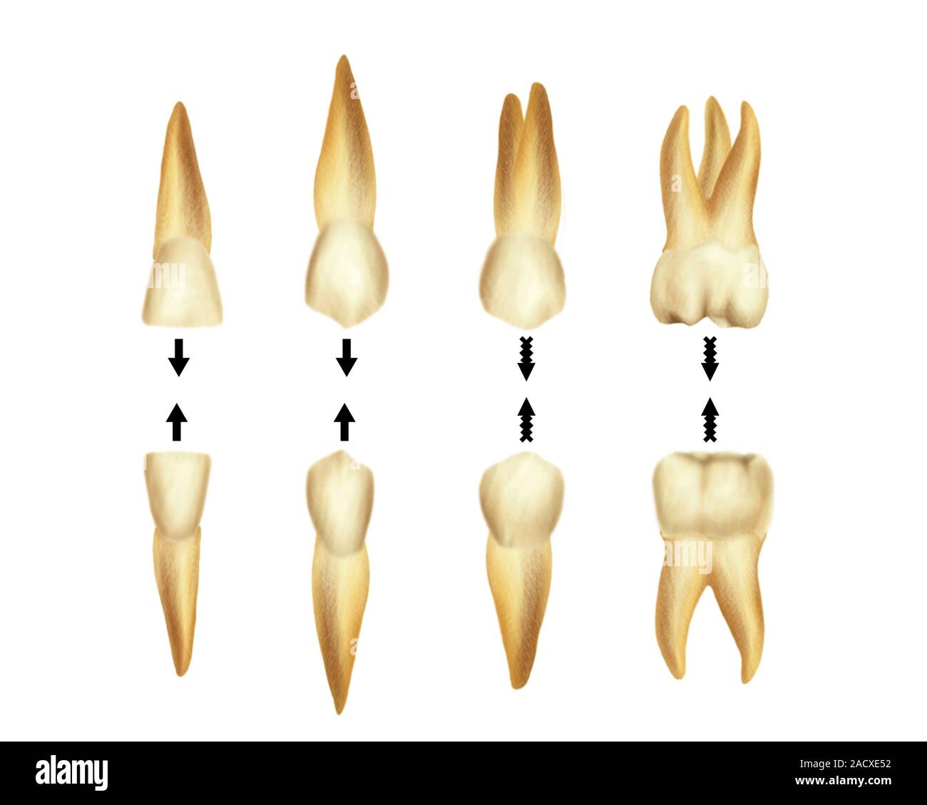 Illustration of the structure of a molar and teeth functions. This view ...