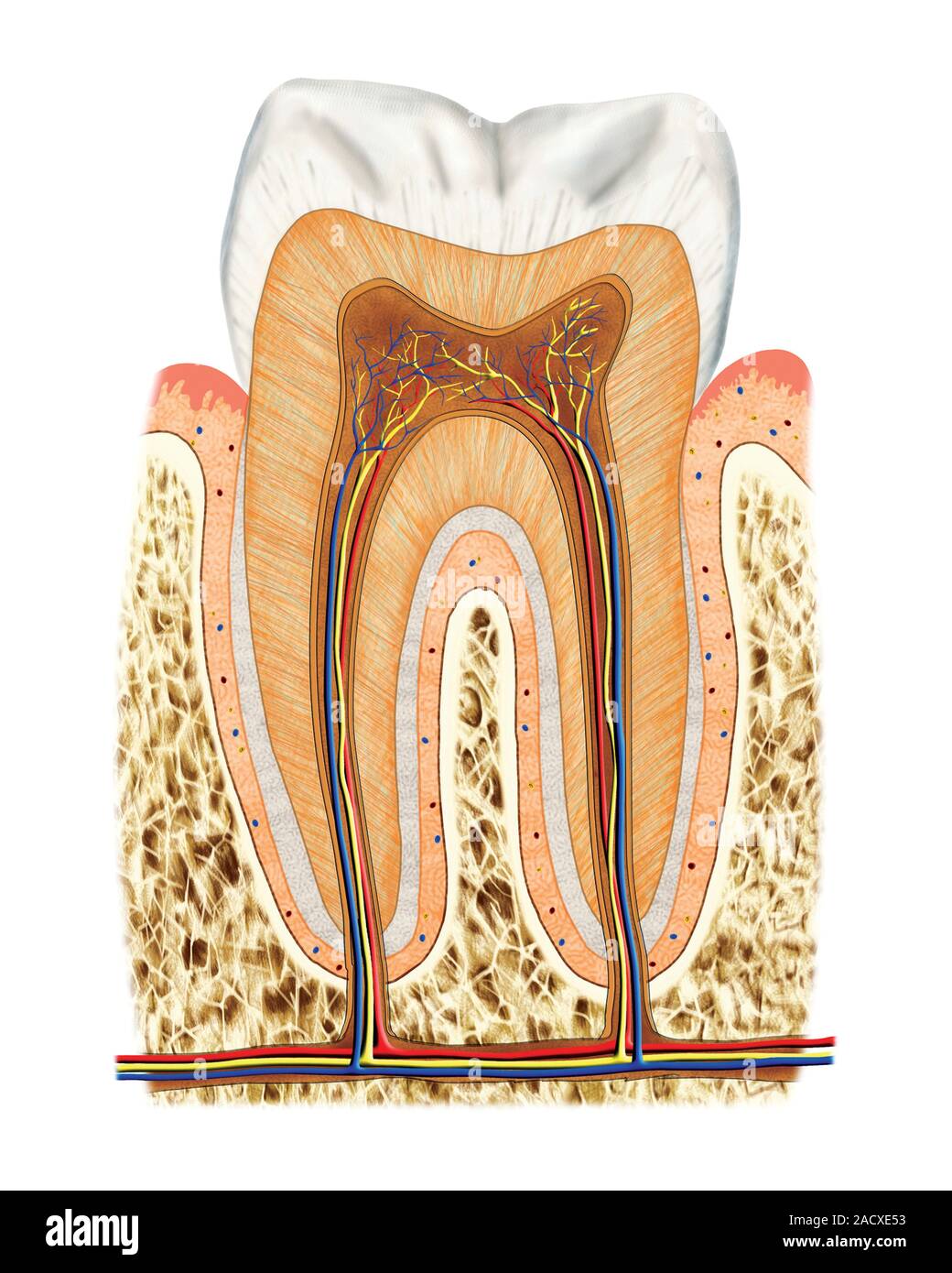 Illustration of the structure of a molar. This coronal section across ...