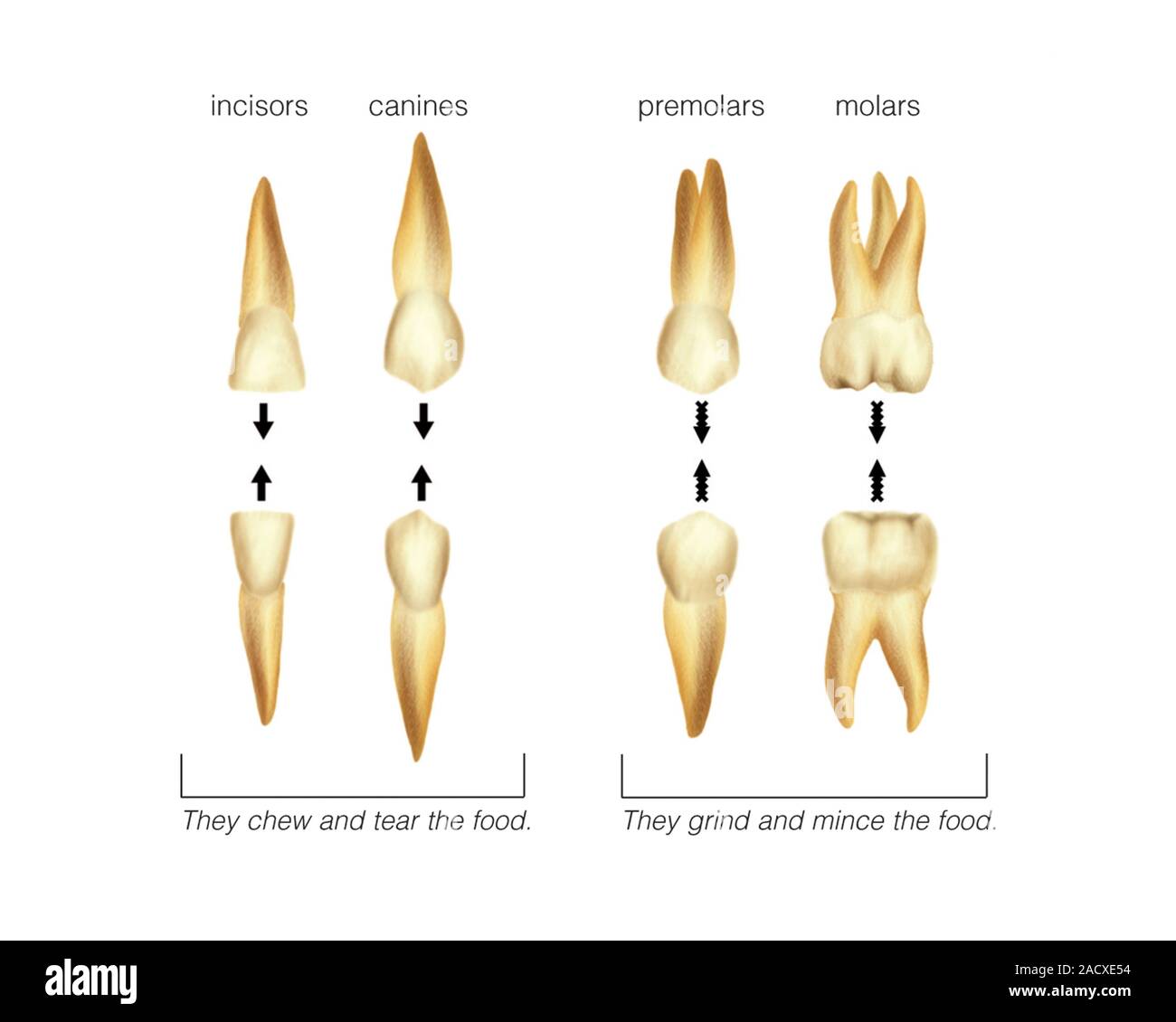 Illustration of the structure of a molar and teeth functions. This view ...