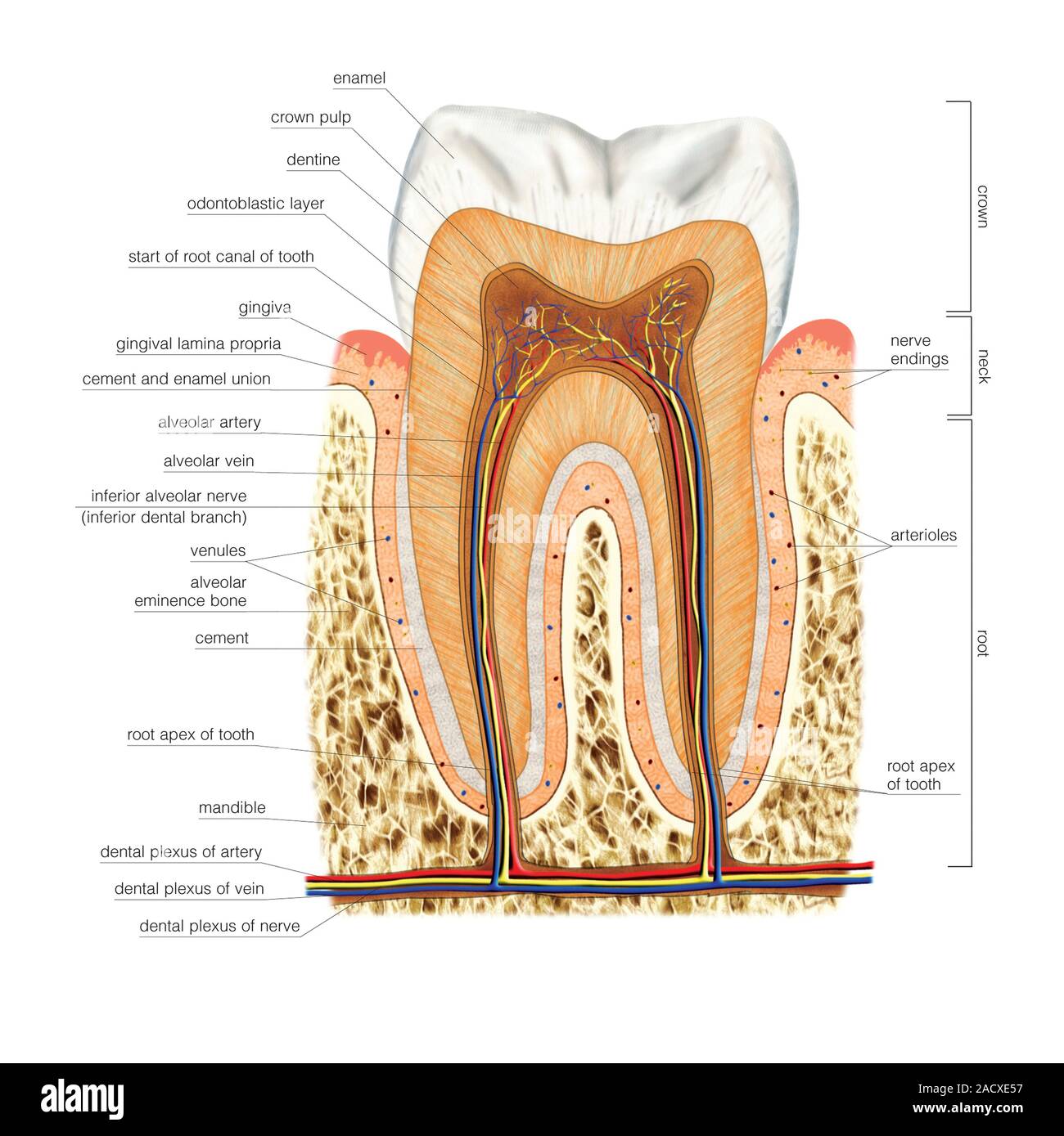 Illustration of the structure of a molar. This coronal section across ...