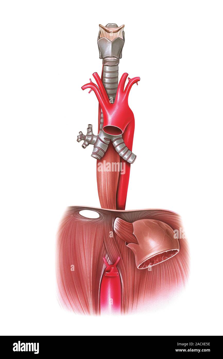 Illustration of the oesophagus and main relations. This anterior view ...