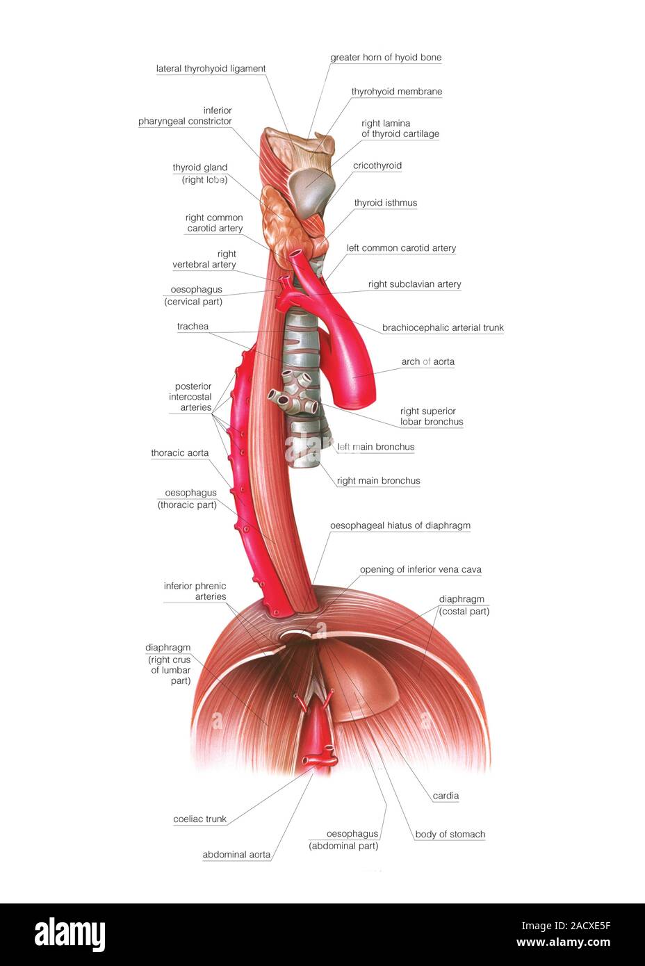 Illustration of the oesophagus and main relations. This lateral view ...