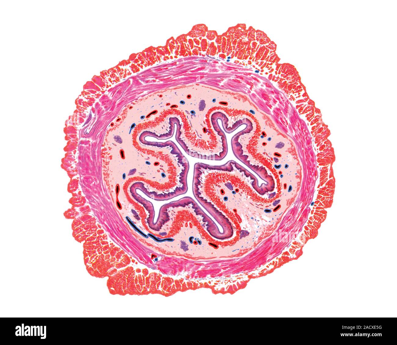 Illustration of the oesophagus, histological structure of cervical part ...
