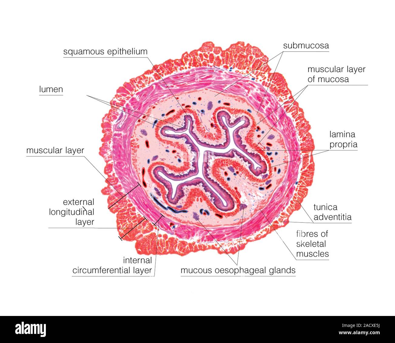 Illustration of the oesophagus, histological structure of cervical part ...