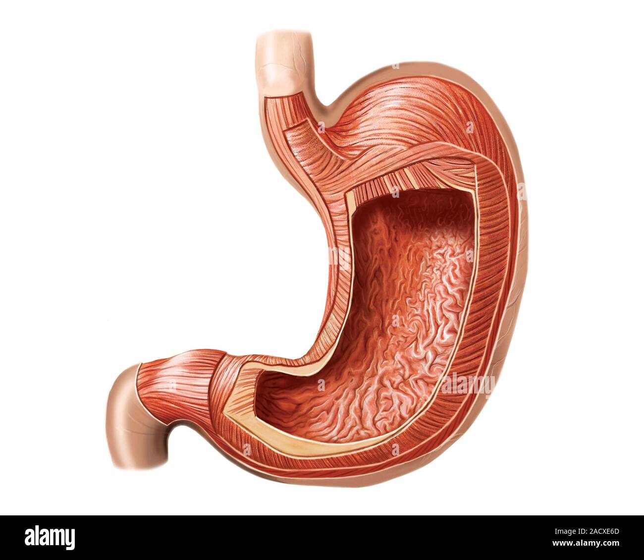 Illustration of the gastric wall layers. This view illustration is from ...