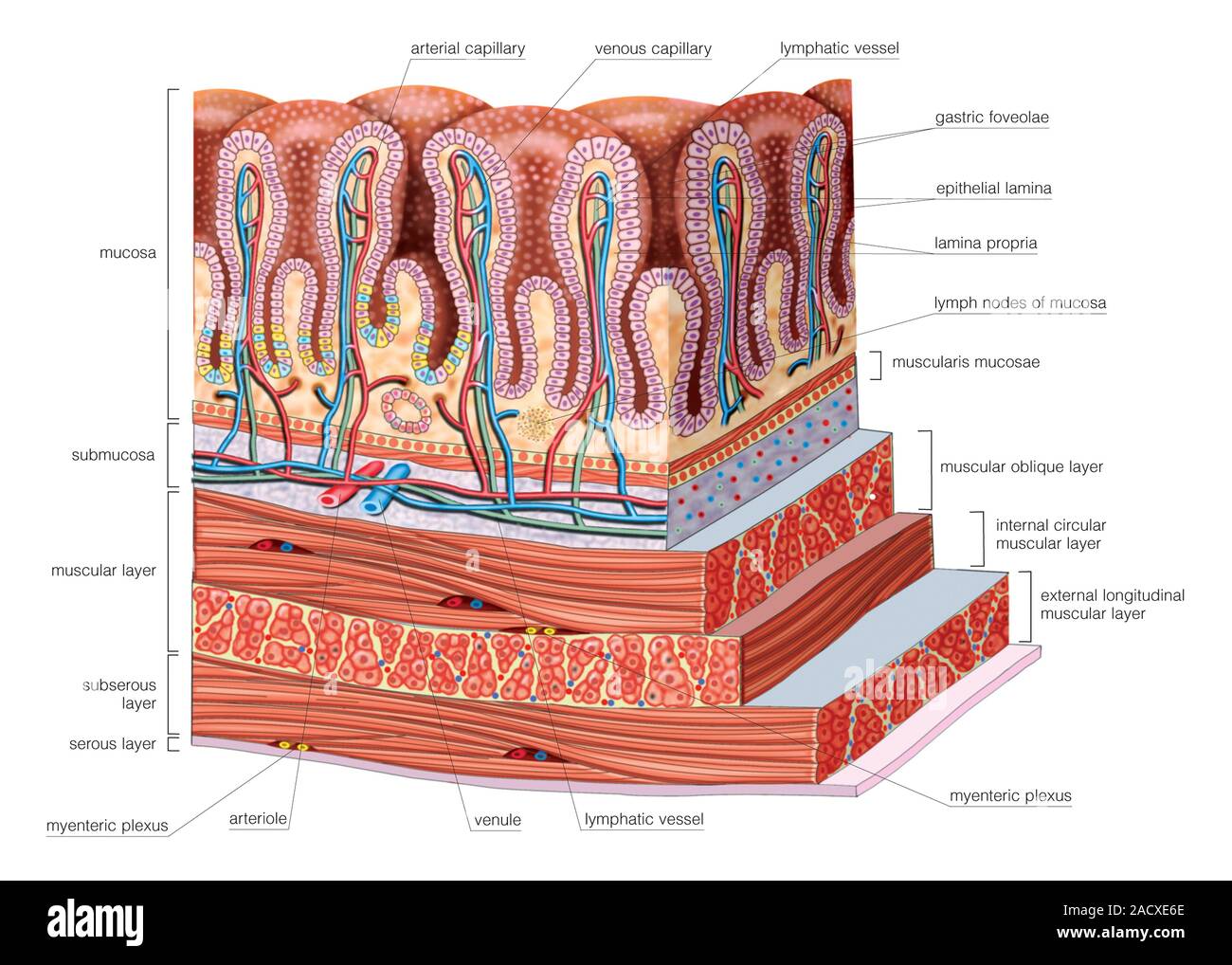Illustration of the gastric wall. This histological section view ...