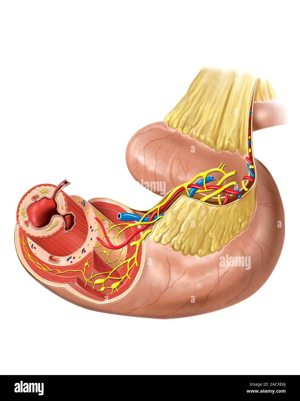 Illustration of the Structure of intestinal tract. This view ...
