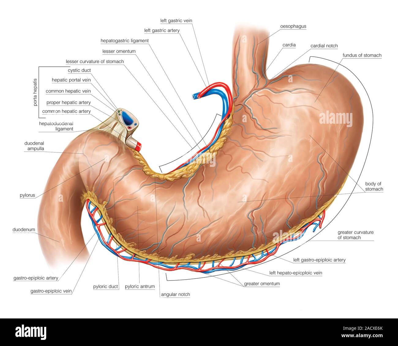 Illustration of the Stomach, vascularization and relations. This ...