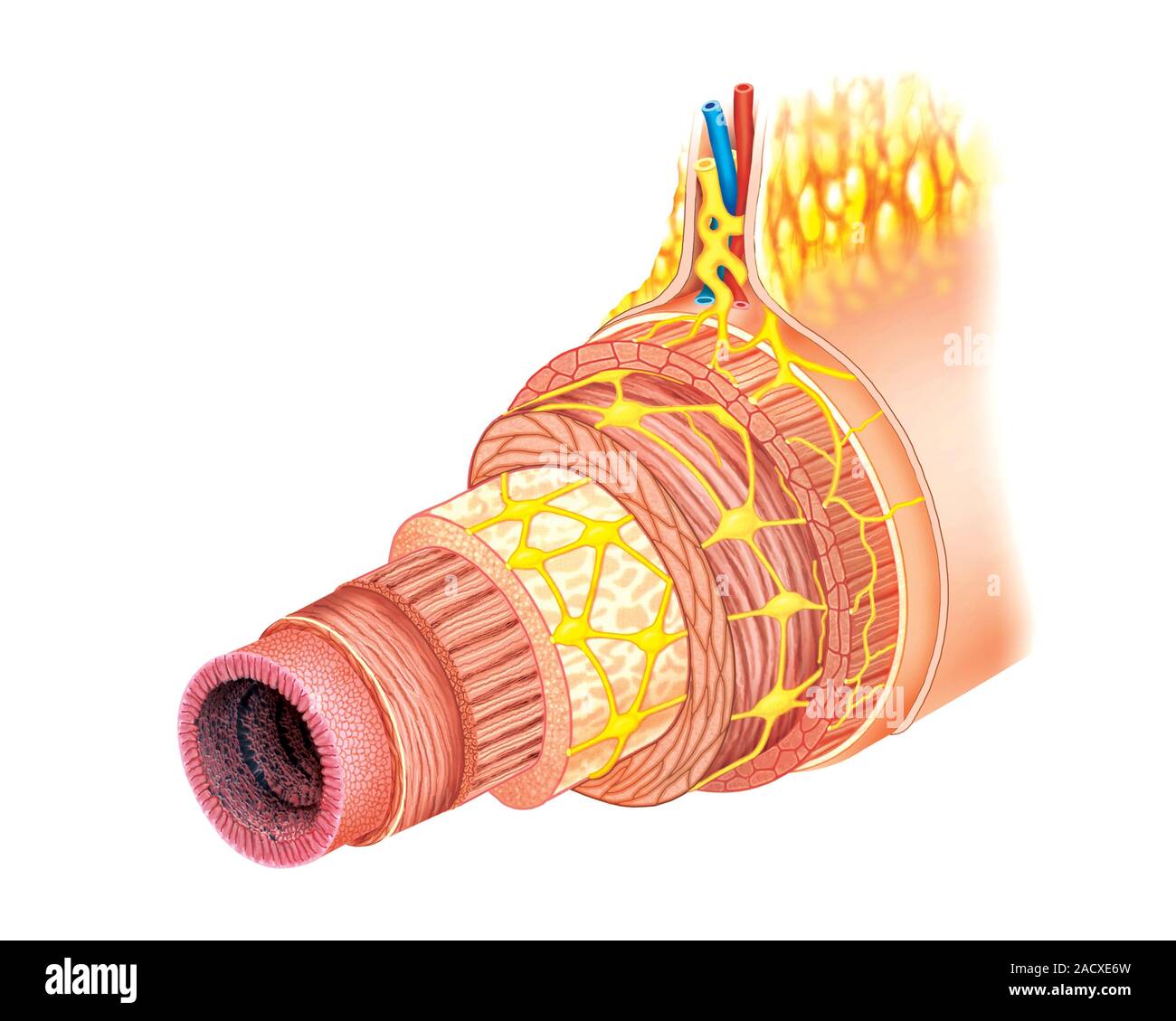 Illustration of the basic structure of intestine wall. This view ...