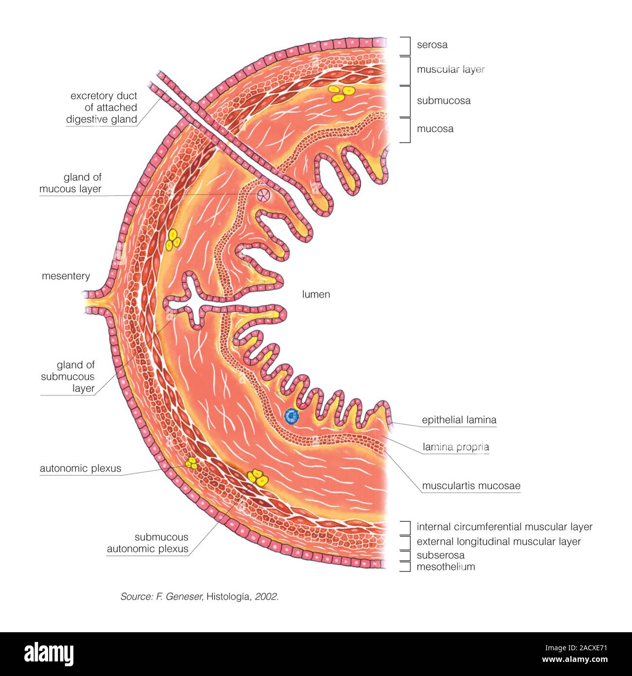 Illustration of the basic histological structure of intestine wall ...