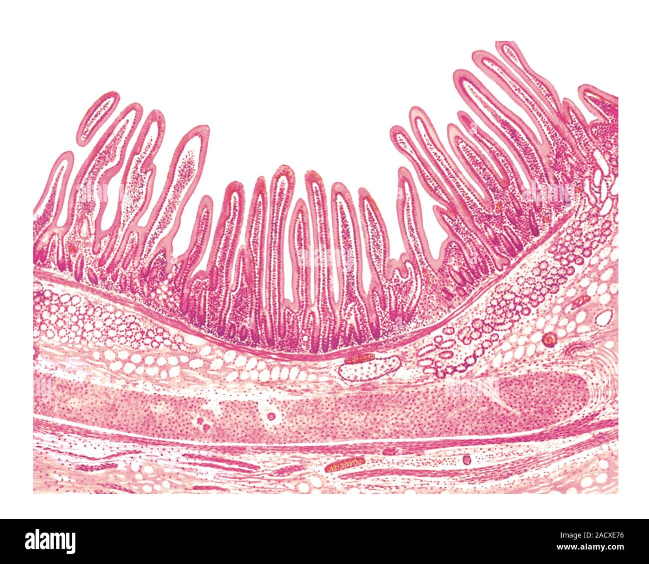 Illustration of the Histological structure of the wall of duodenum ...