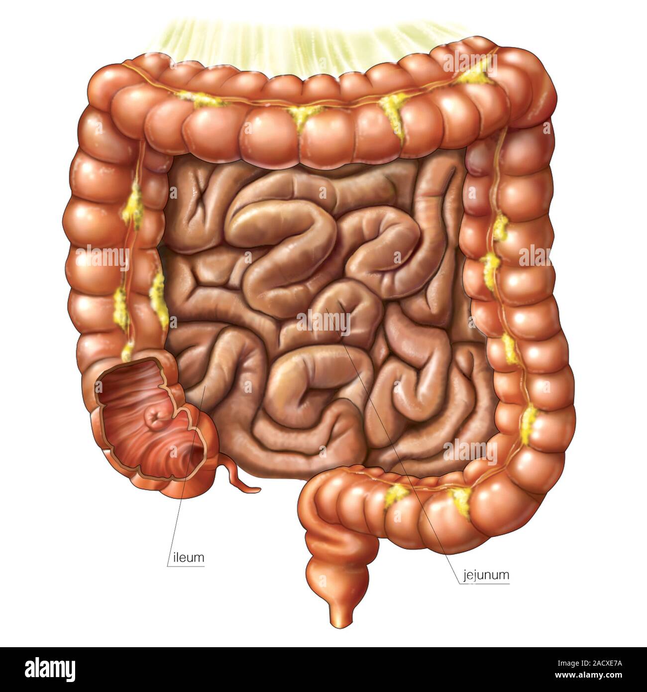 Illustration of the small intestine. This anterior view labelled ...