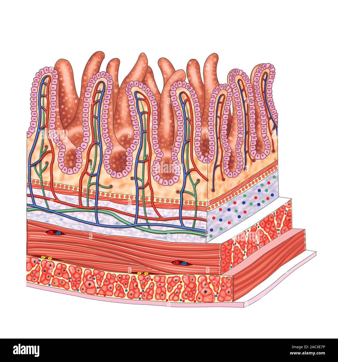 Illustration of the Histological section of small intestine, jejunum ...