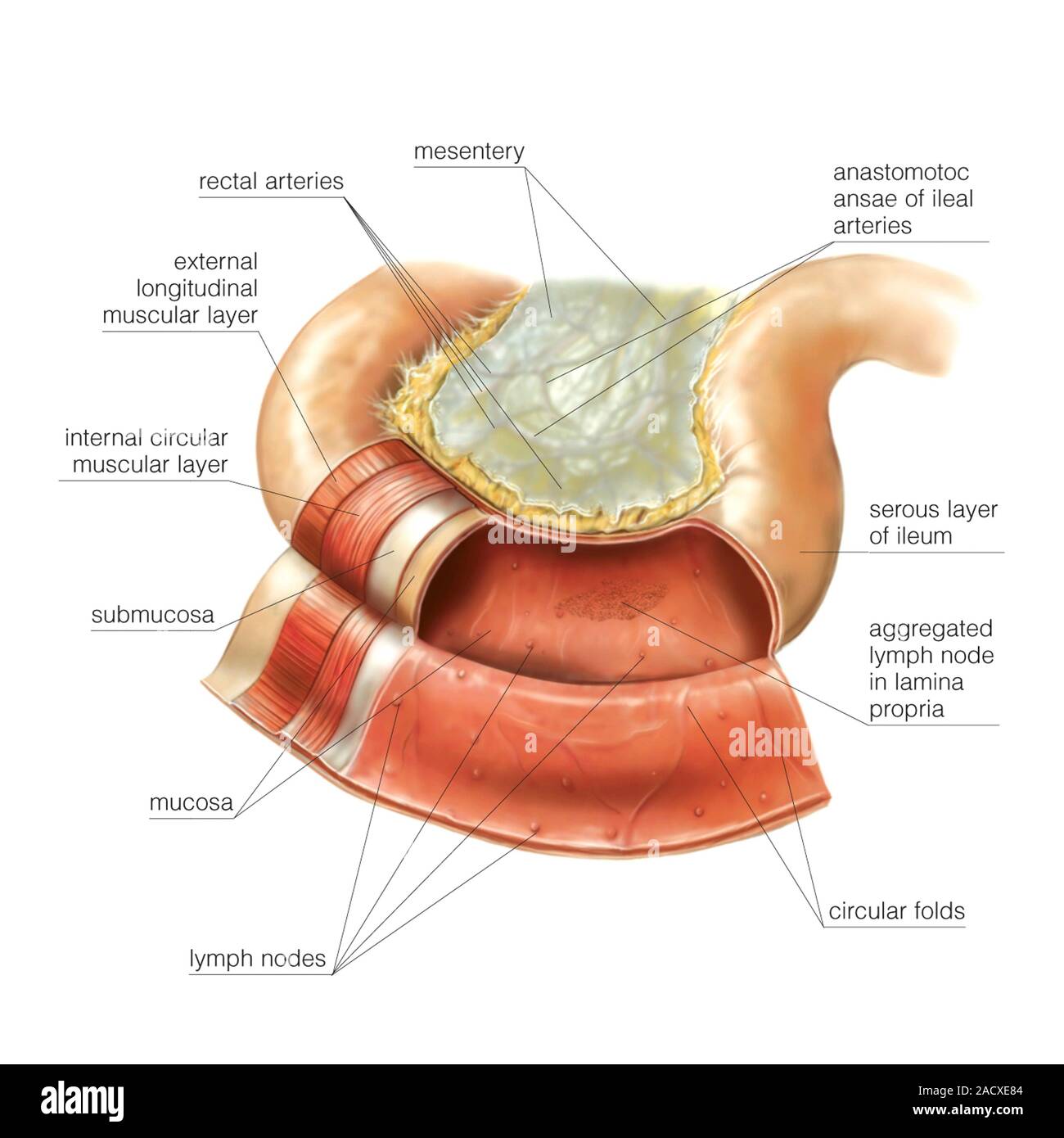 Illustration of the Ileum. This view labelled illustration is from ...