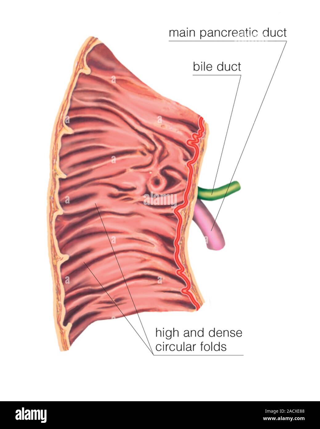 Illustration of the Duodenal mucosa relief. This view labelled ...