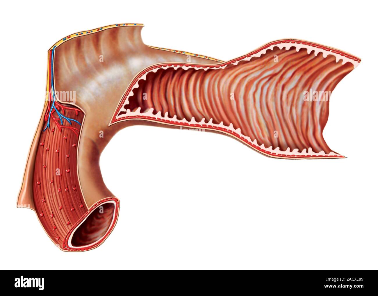 Illustration of the Jejunal mucosa relief. This view illustration is ...